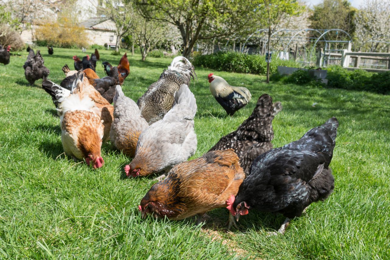 What's the Perfect Flock Size? A Guide for Backyard Chicken Keepers ...