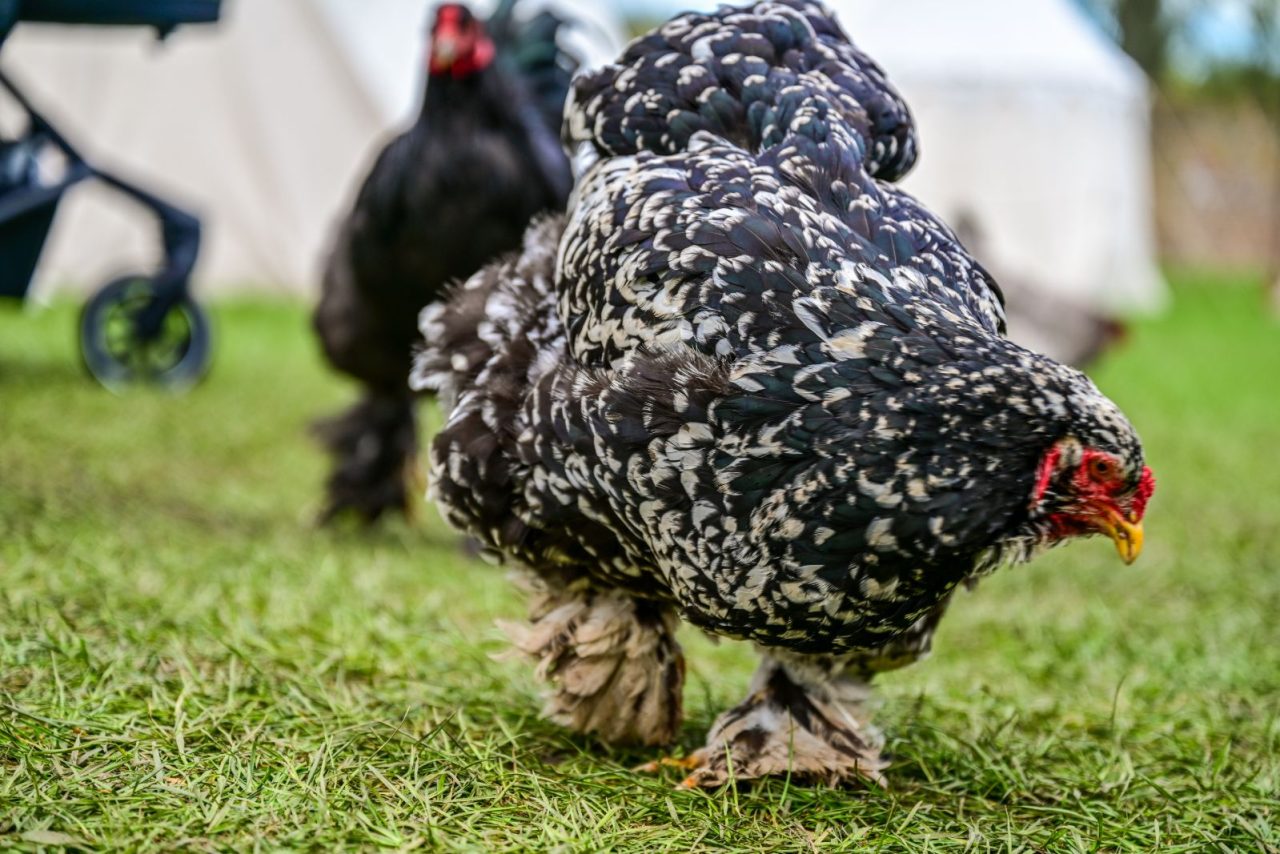 Guide to Caring for Chickens with Feathered Feet - In the Coop