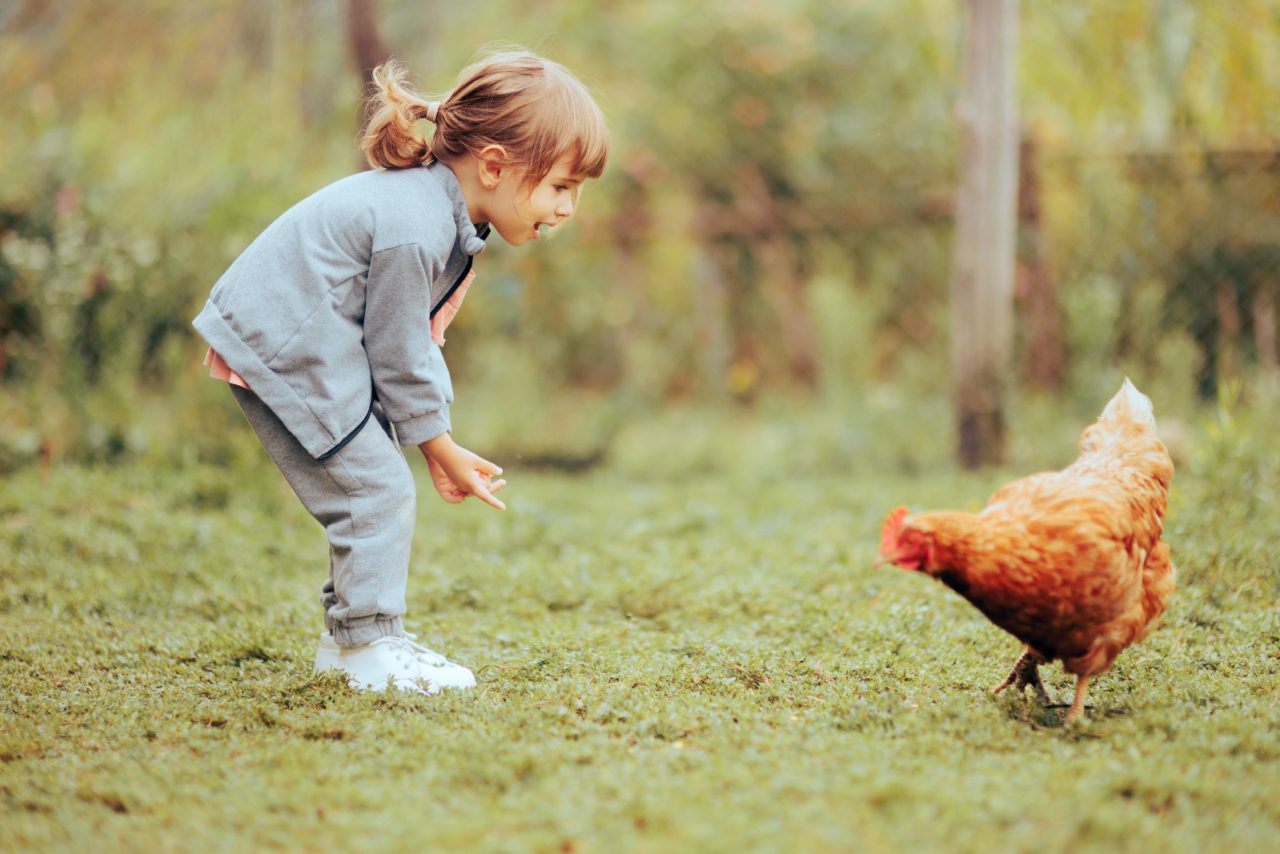 Most Child-Friendly Chicken Breeds - In the Coop