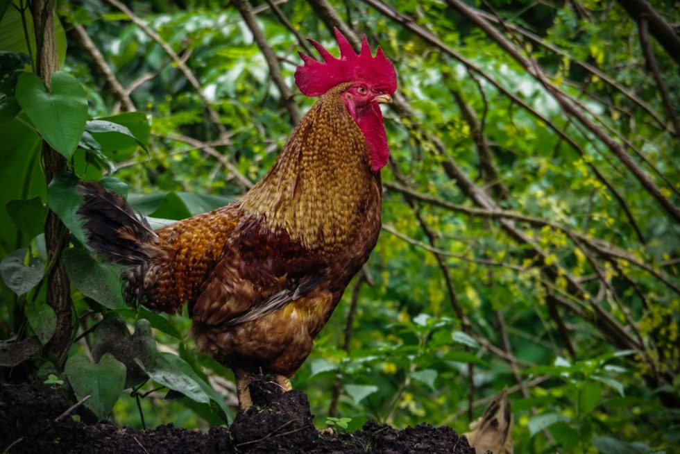 Where do Chickens Come From? The Origin of Your Backyard Flock - In the ...