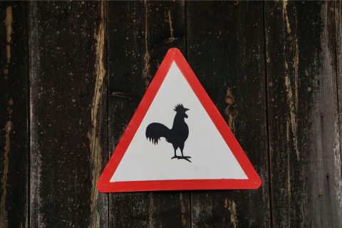 What’s legal where you live? A primer on backyard chicken laws - In the ...